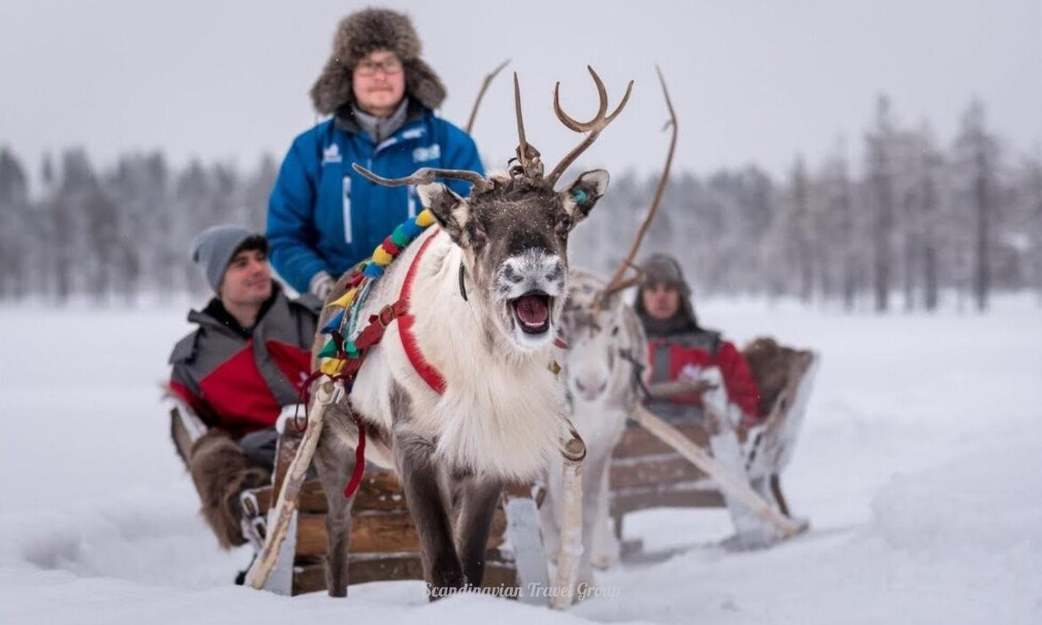 Aurora hunting on reindeer safari in Rovaniemi